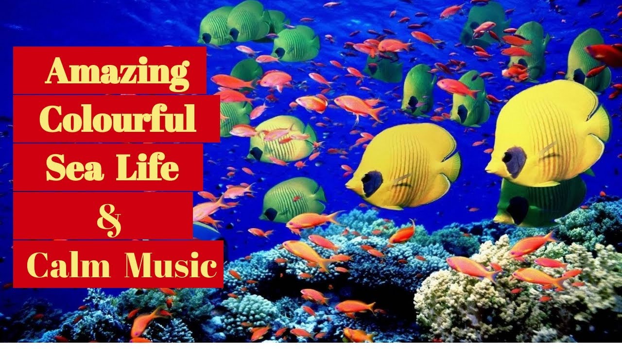 colorful nature sea life - most beautiful sea creatures in the world ...