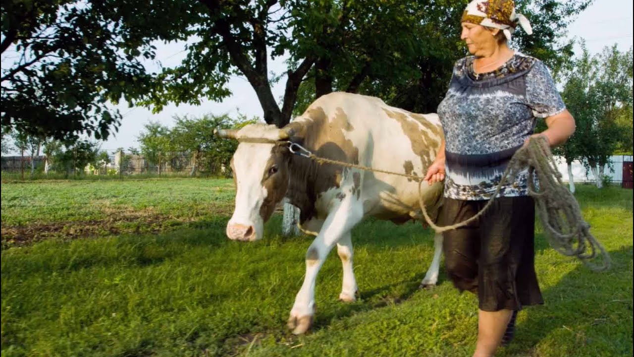 Milk Matters: Opening New Markets for Ukrainian Dairy Producers - YouTube