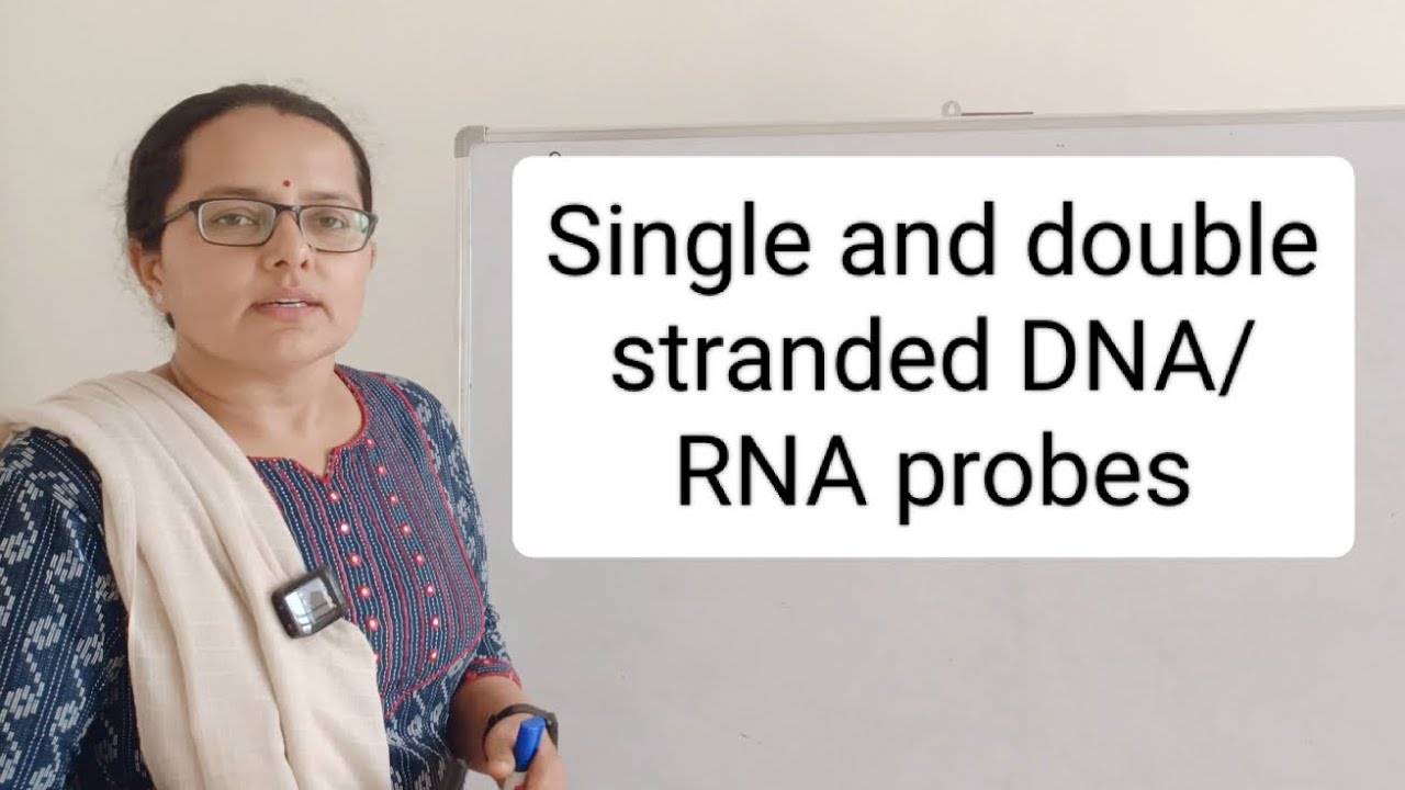 Single and double stranded DNA/ RNA probes - YouTube