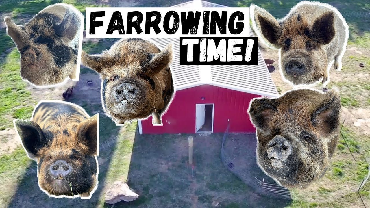 Kunekune Sows move to the Farrowing barn to get ready for PIGLETS ...