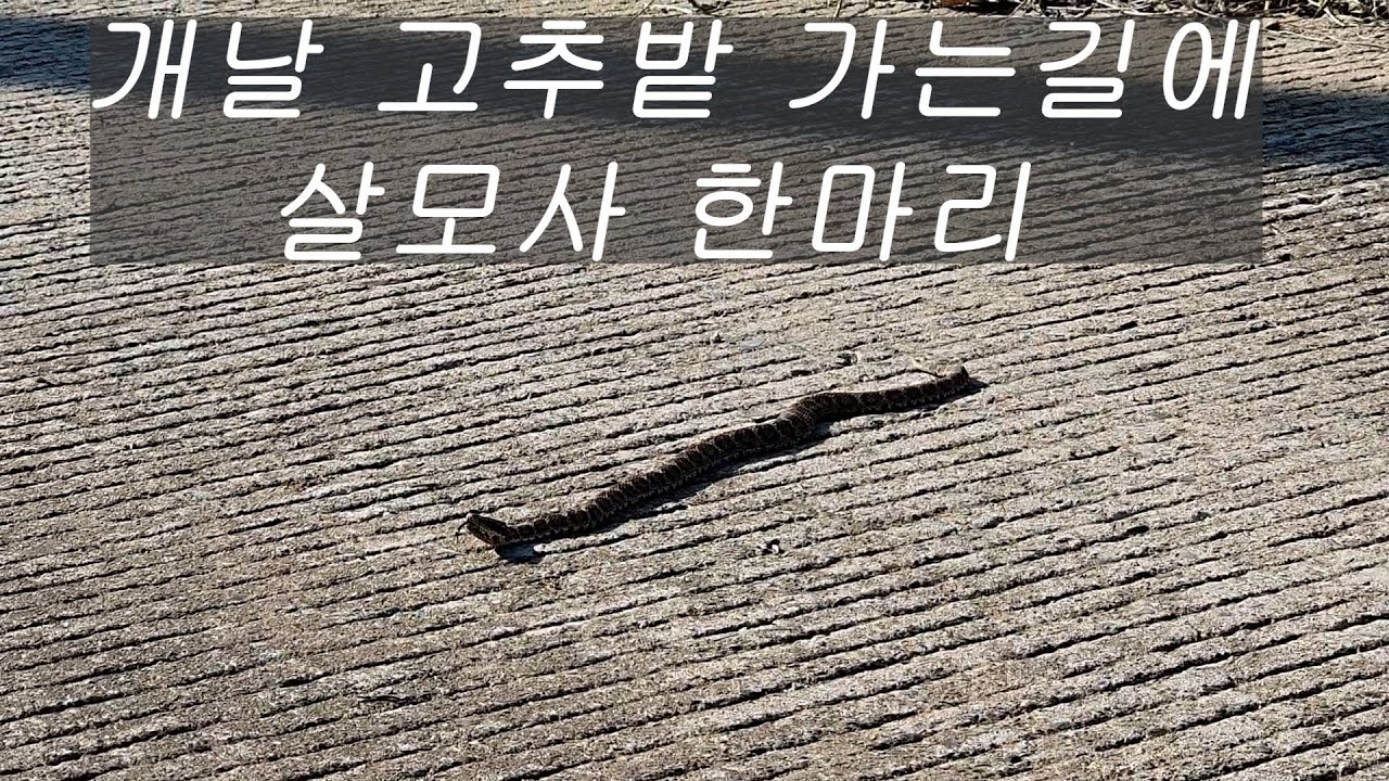 5월14일 개날 고추밭 가는길에 살모사 한마리 촌에 일하는 대 독사 조심합시다~ Youtube