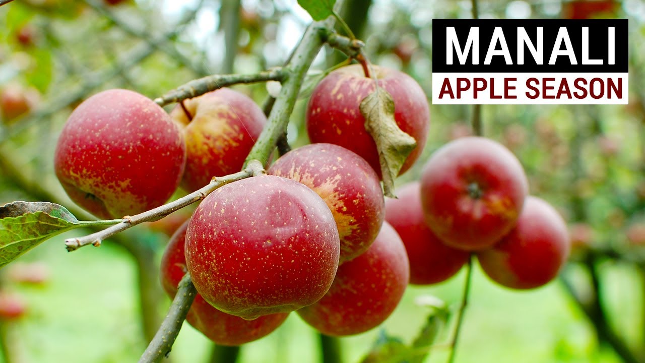 Apple Season in Manali🍎 || Visit to apple garden 🍏 || Himachal Pradesh ...