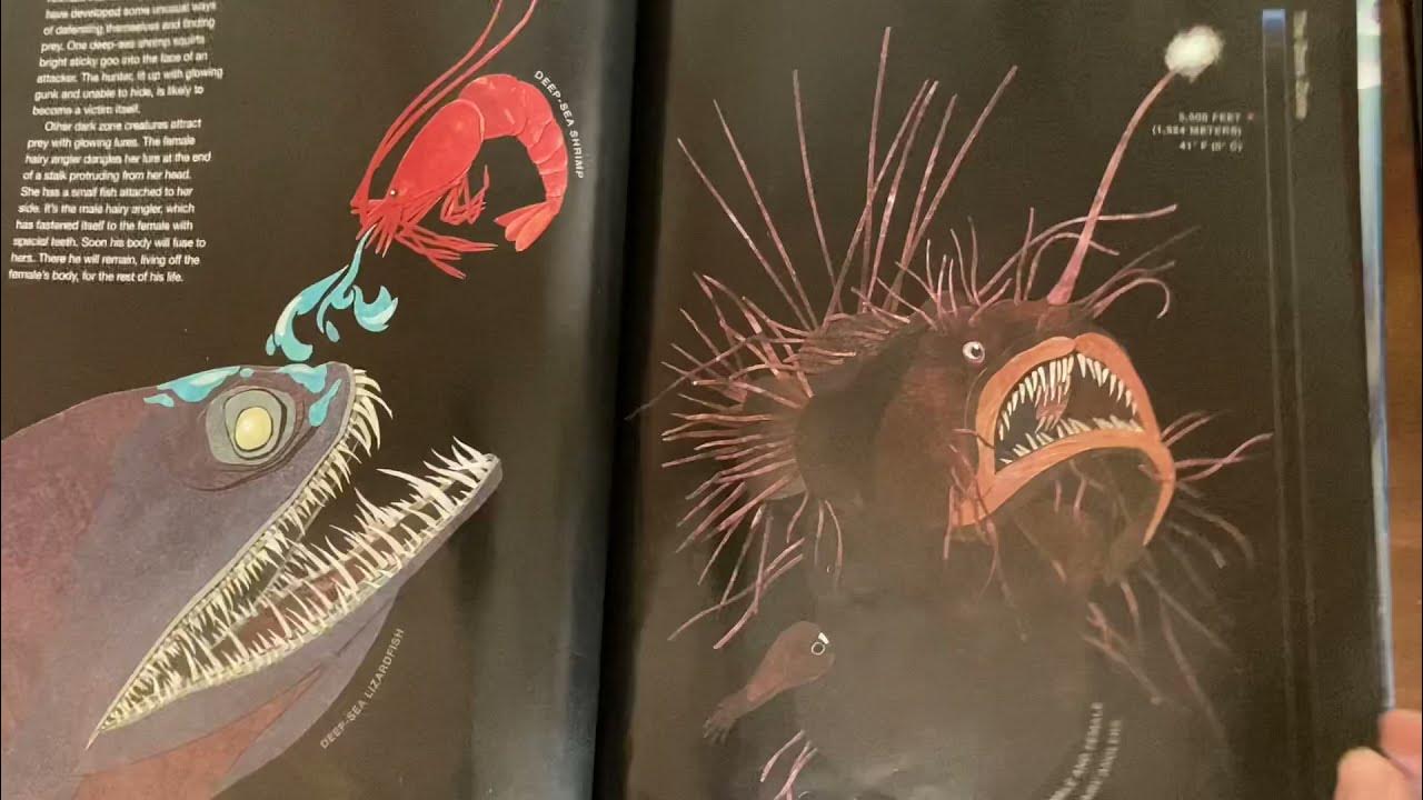 Deep Sea Books for Kids ~ Ocean Unit Study Ideas for Teachers and ...