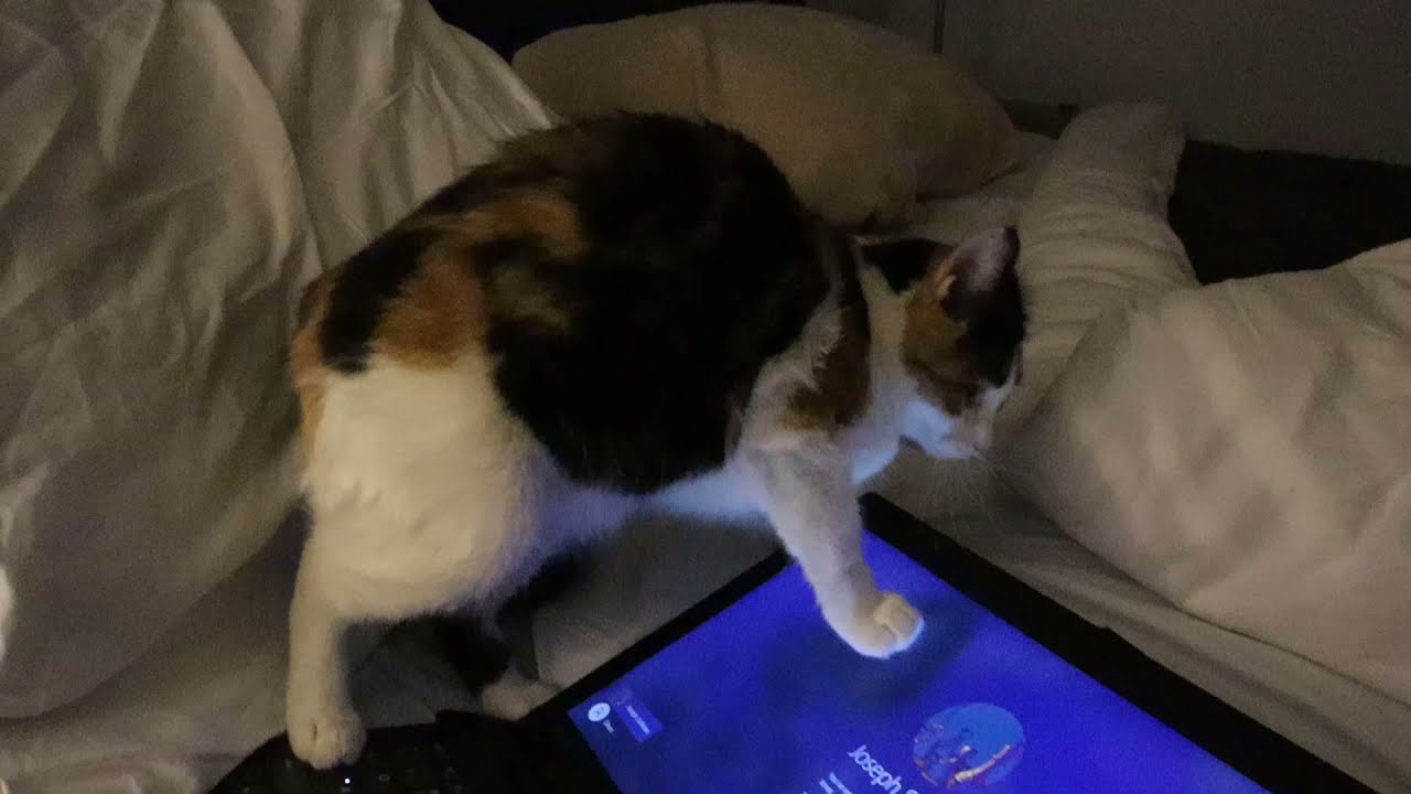Yikes! Cat scratching laptop screen. - YouTube
