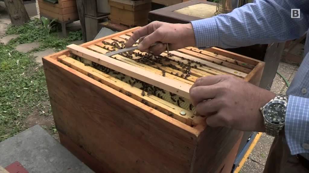 Imkerschule Donaupark: Bienenzucht in Wien - YouTube
