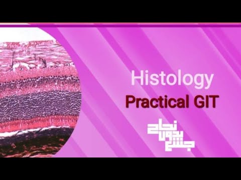Histology pract, GIT - YouTube
