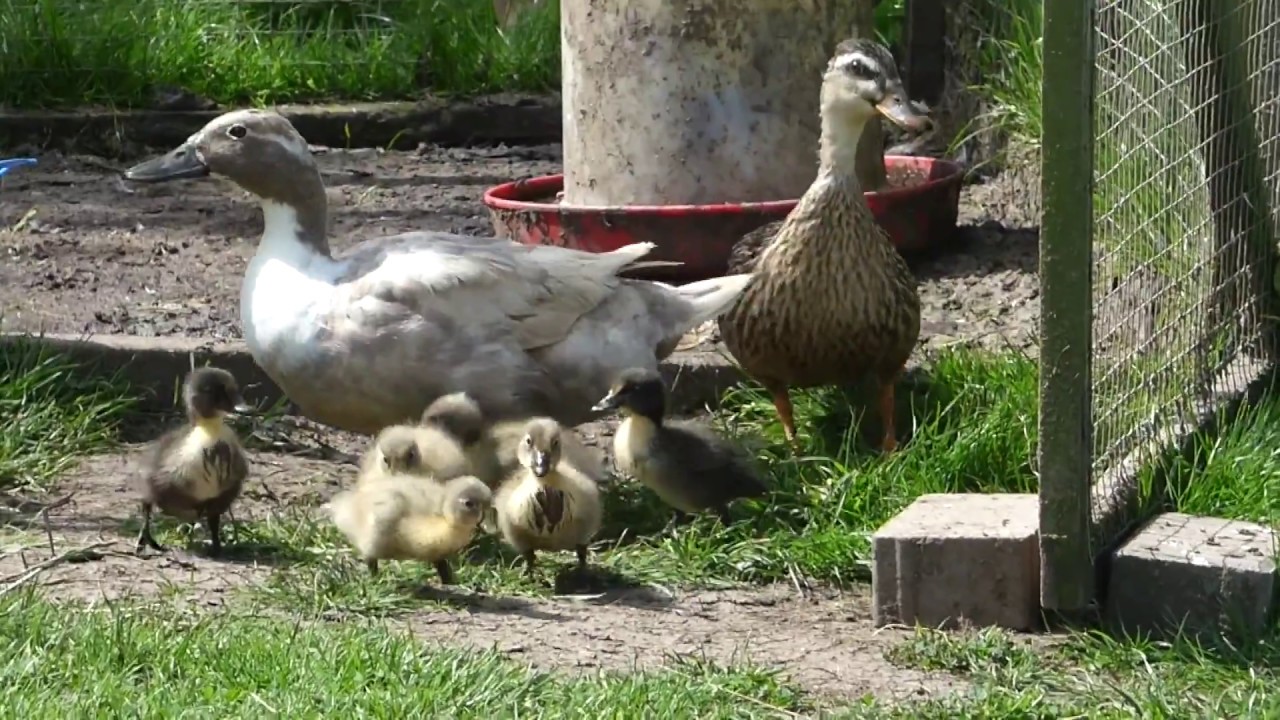 4 Day Old Ducklings cared for by 2 Moms! - YouTube