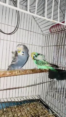 Frill Back Budgies Parrots 2024 #birds #albino #lovebird #javabirds # ...