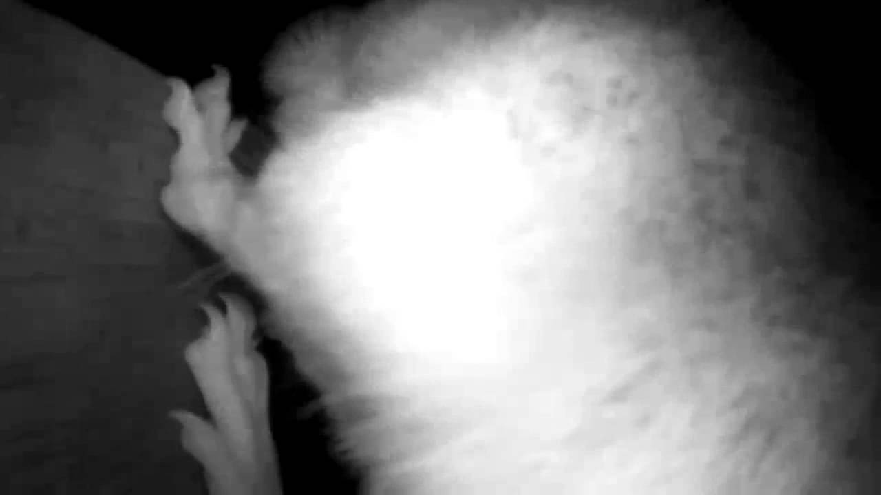 Giant White Tailed Rat - YouTube