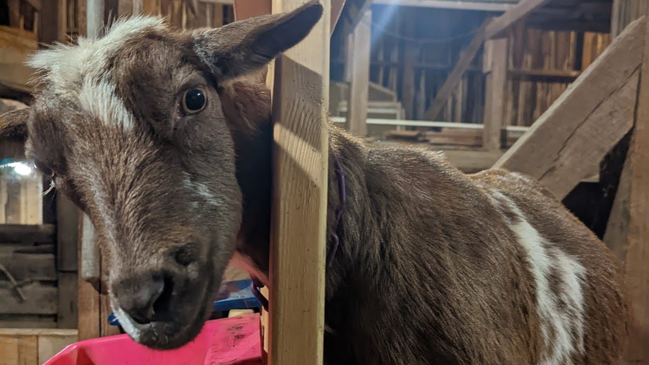 How To Check Your Goat's Ligaments - YouTube