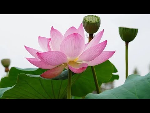 Status of Beautiful Lotus Flower with Music #Latest Nature Video Full HD
