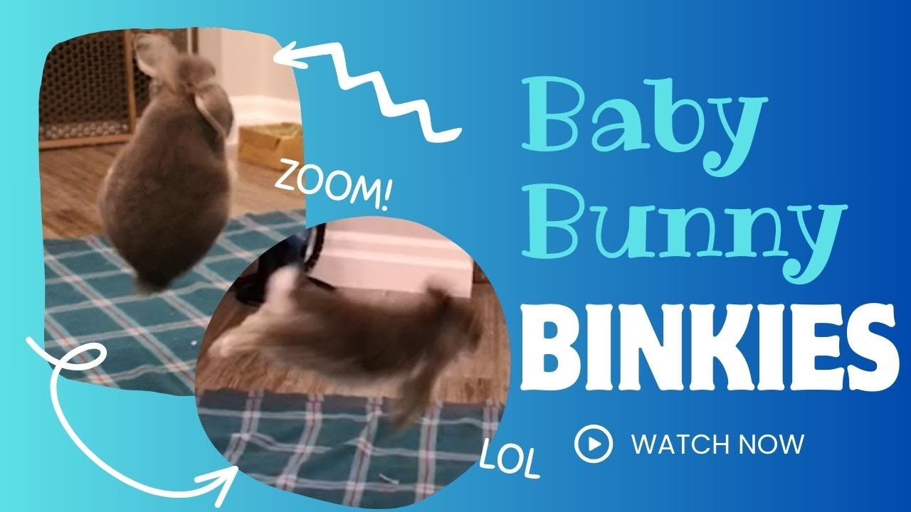 Baby Bunny Binkies! Adorable and funny! - YouTube