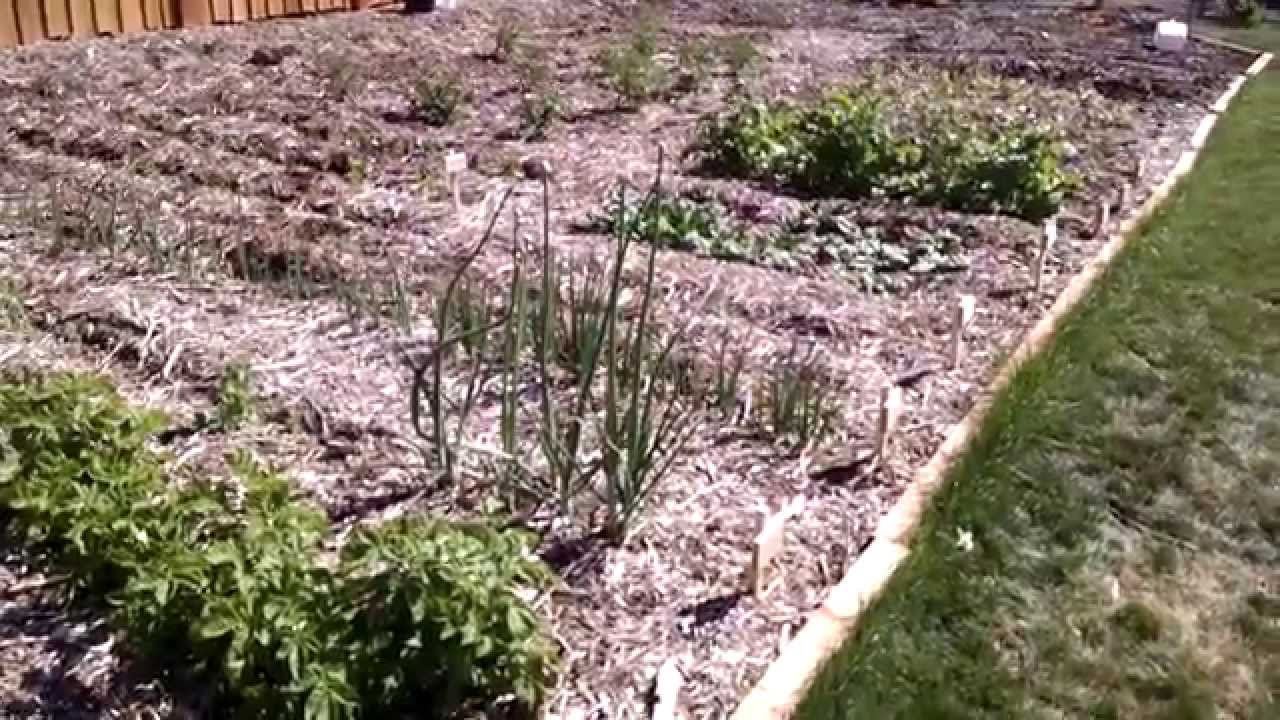 Different Methods of Gardening - Mittleider, Back to Eden - YouTube