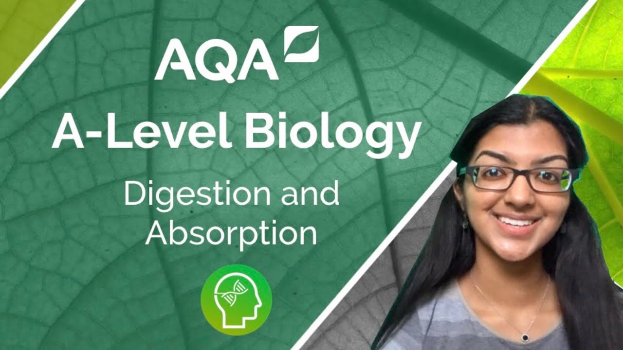 AQA A Level Biology: Digestion and Absorption - Part 1 - YouTube