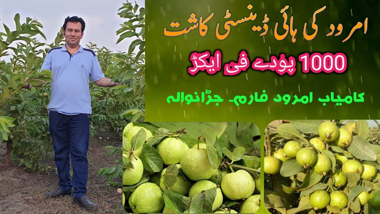 Guava high density orchard farm | امرود کا ہائی ڈینسٹی باغ |1000 plants ...