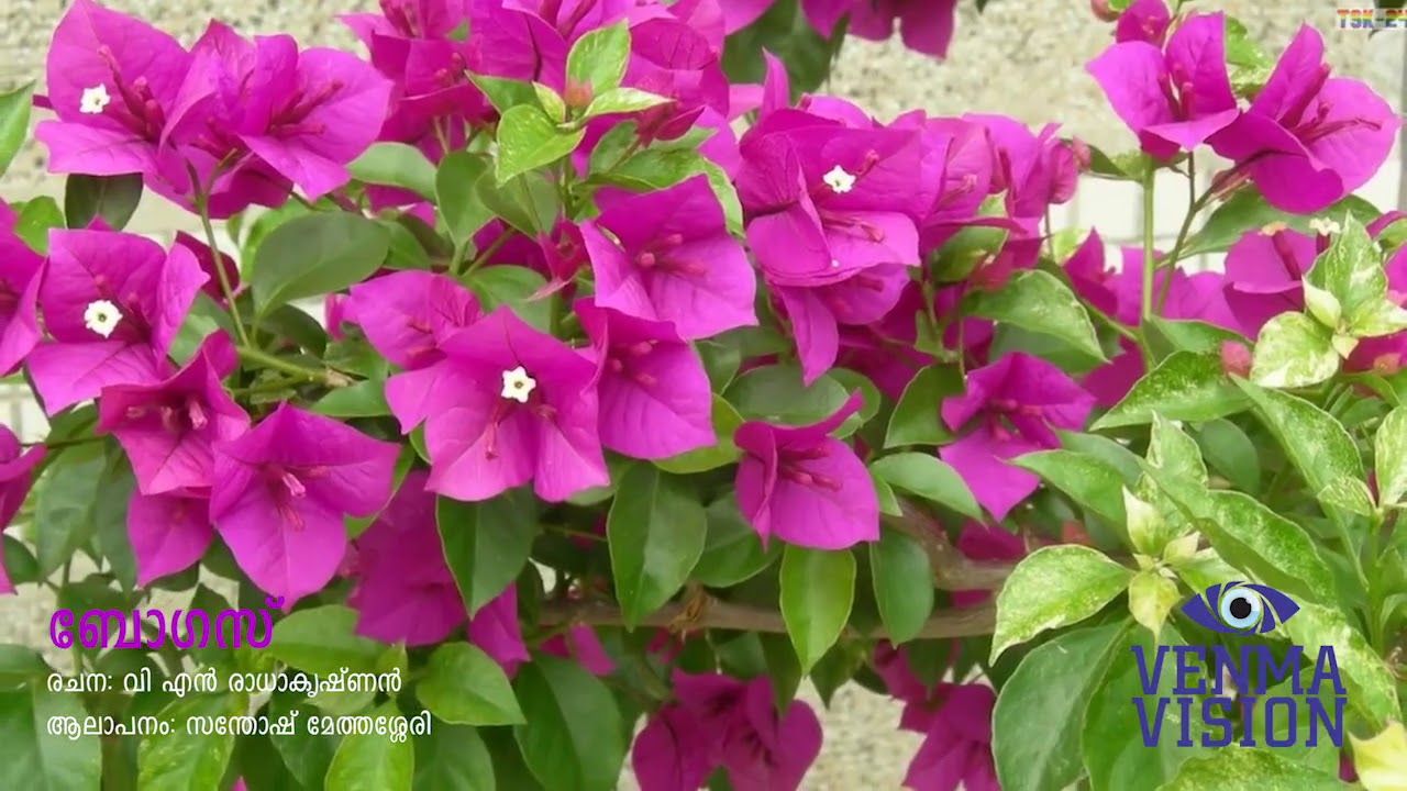 kavitha - v n radhakrishnan - YouTube