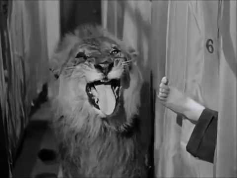 laughing lion clip (Three Stoogees -Hold that Lion 1947)