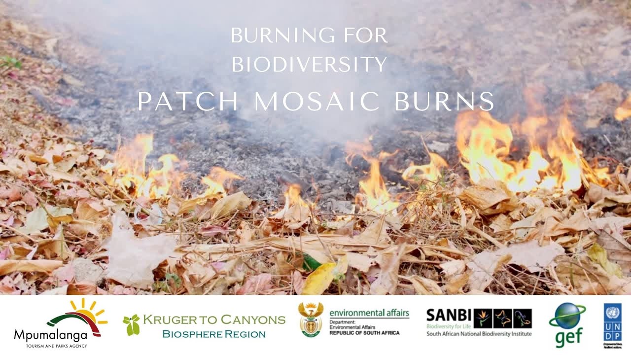 Patch Mosaic Burning - YouTube