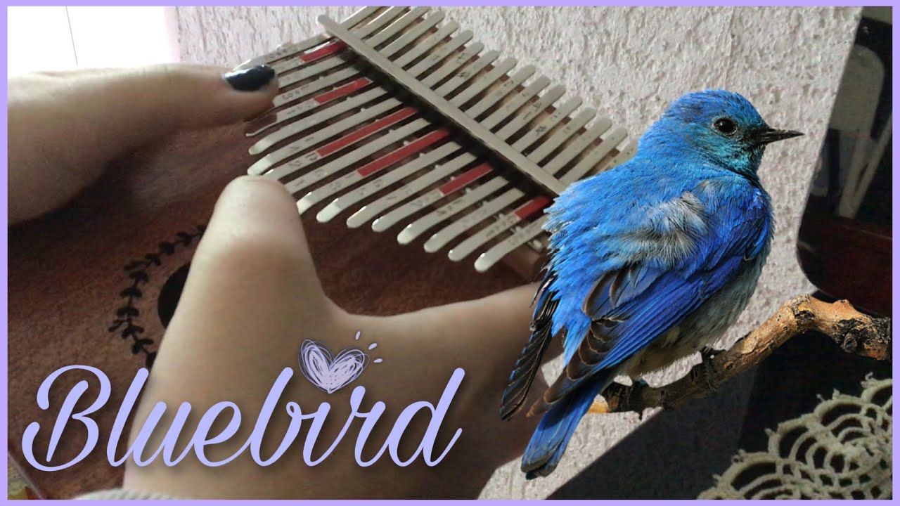 Alexis Ffrench - Bluebird | Kalimba cover - YouTube