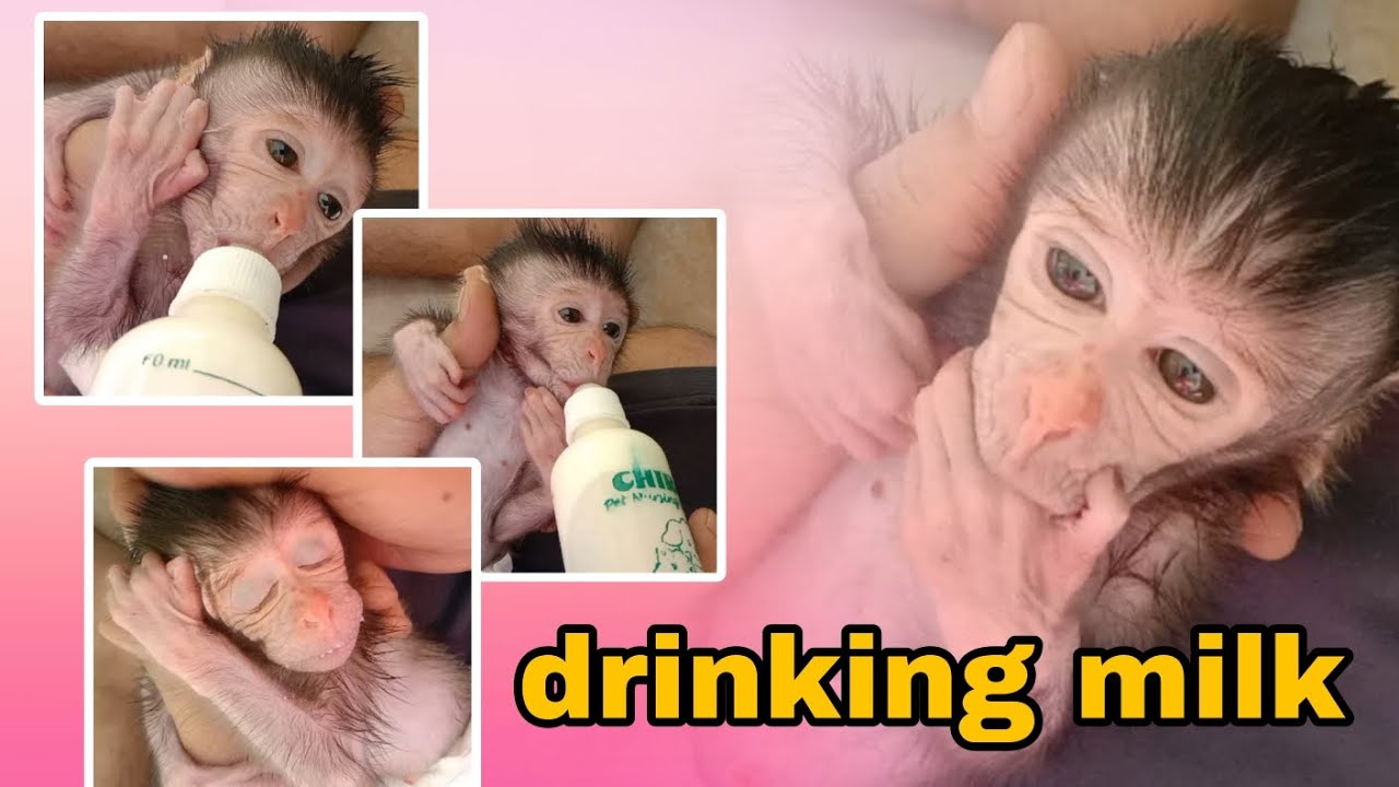 make milk drink for the baby monkey - YouTube