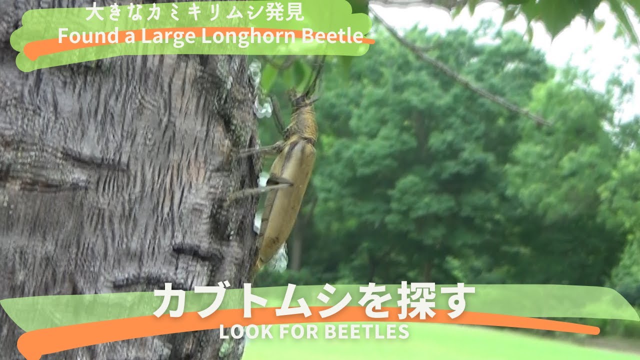さまざまな昆虫を捕獲する カブトムシを探す・見つける How to catch insects 虫捕り動画【 Insect catching ...