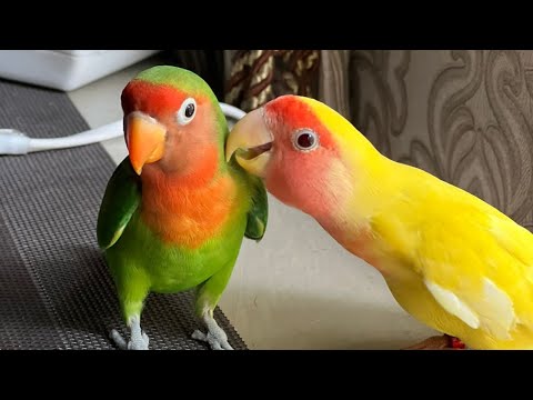 Lovebird talking😍 | tame Lovebird | Lovebirds talking and singing - YouTube