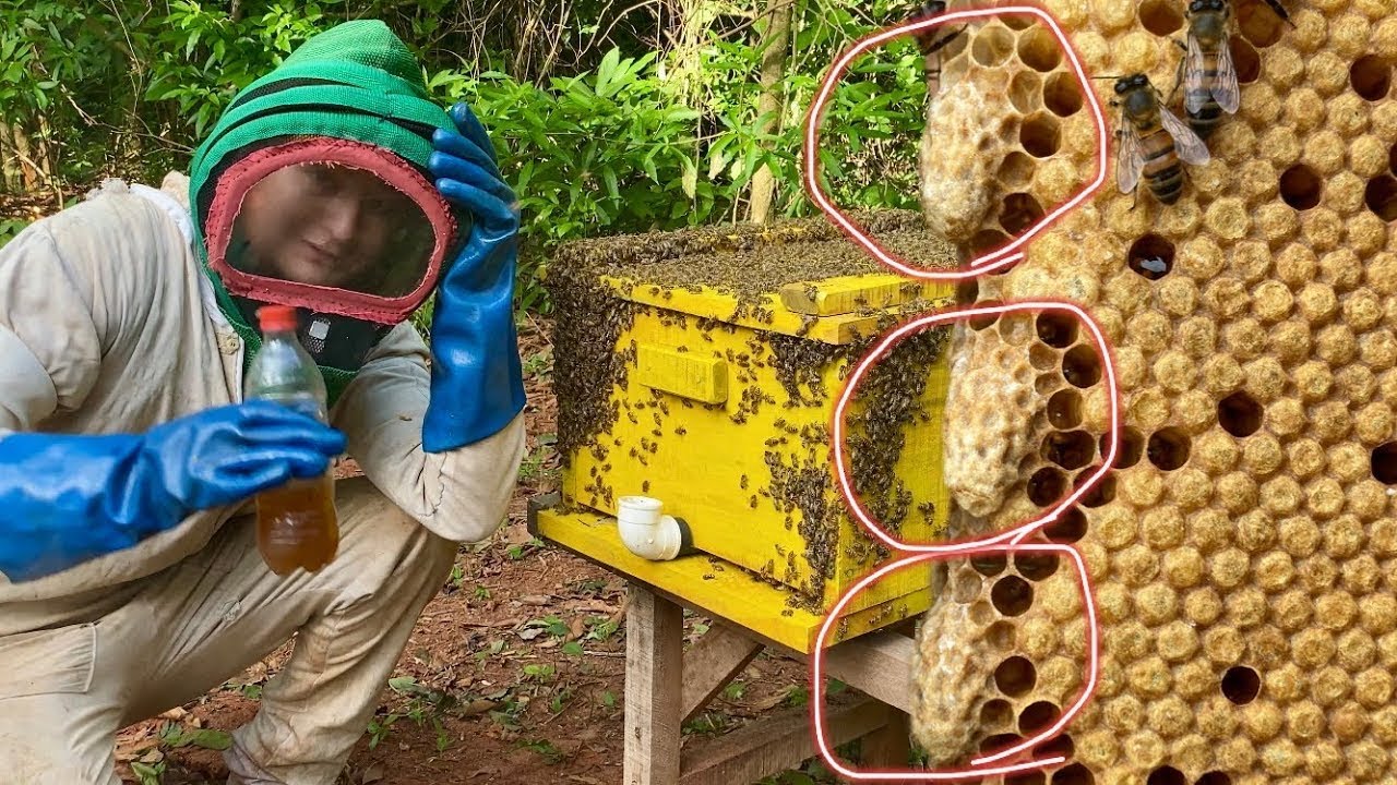 DIVISIÓN DE COLMENA en modo natural que funciona 🐝 - YouTube