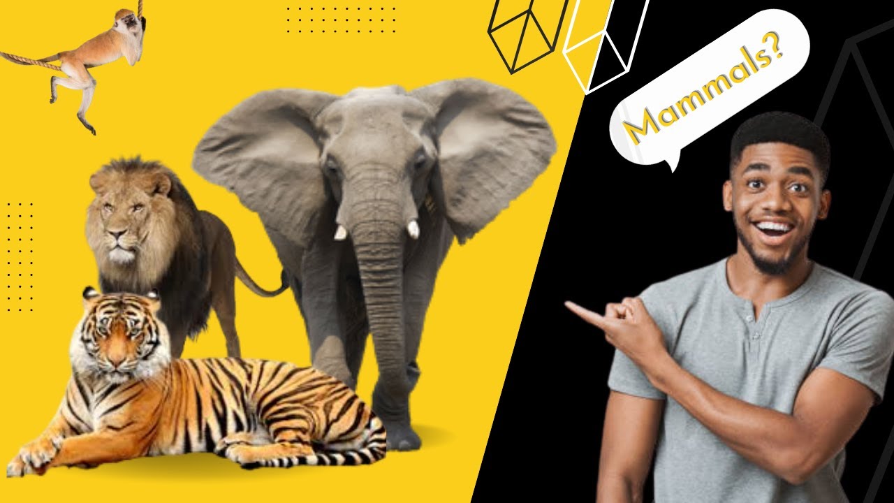 Amazing Facts about Mammals - YouTube