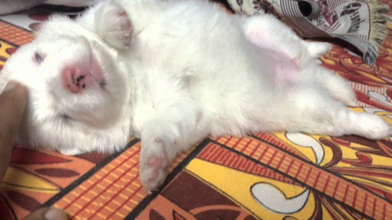 puppy dancing - YouTube