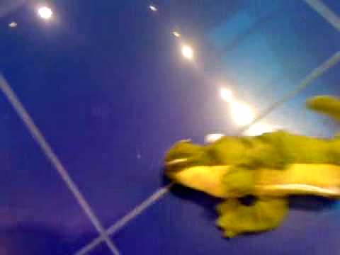 Laughing Alligator Doll - "Tickle Me Elmo" Rip-off! - YouTube