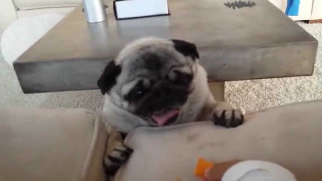 Syd Pug loves cheese crackers - YouTube