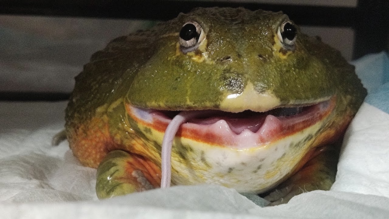 African bullfrog love juvenile white rat | live feeding - YouTube