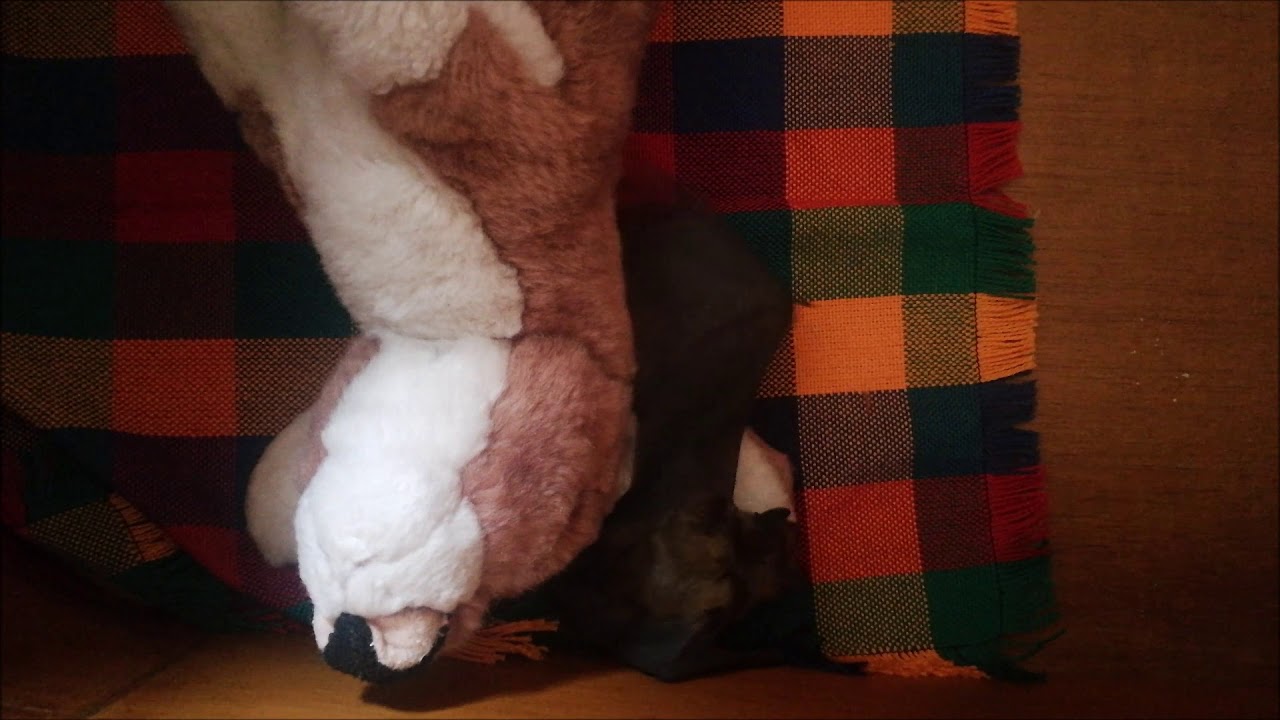 Eptesicus cf andinus in recovery, Ecuador 2018 - YouTube