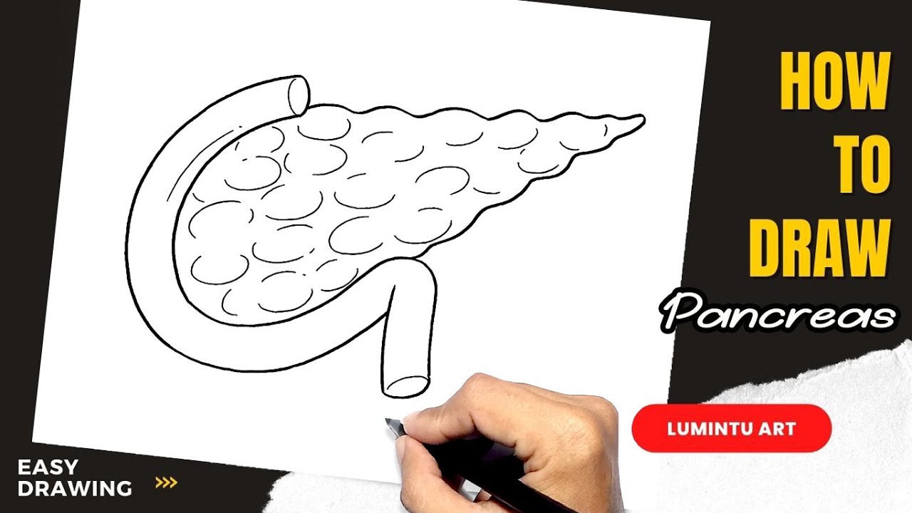 How to draw Pancreas - Easy Pancreas Drawing - YouTube