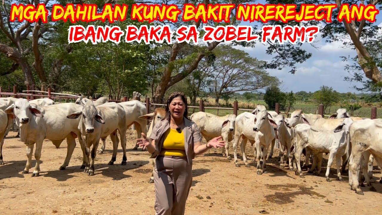 MGA DAHILAN KUNG BAKIT NIREREJECT ANG IBANG BAKA SA ZOBEL FARM? | SOLLE ...
