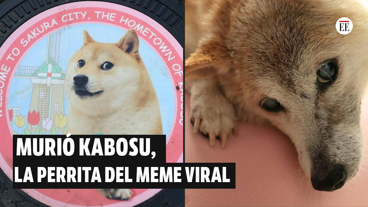 Murió Kabosu, la perrita japonesa de los memes virales | El Espectador ...
