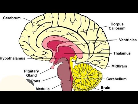 parts of brain _ forebrain _ midbrain _ hind - YouTube