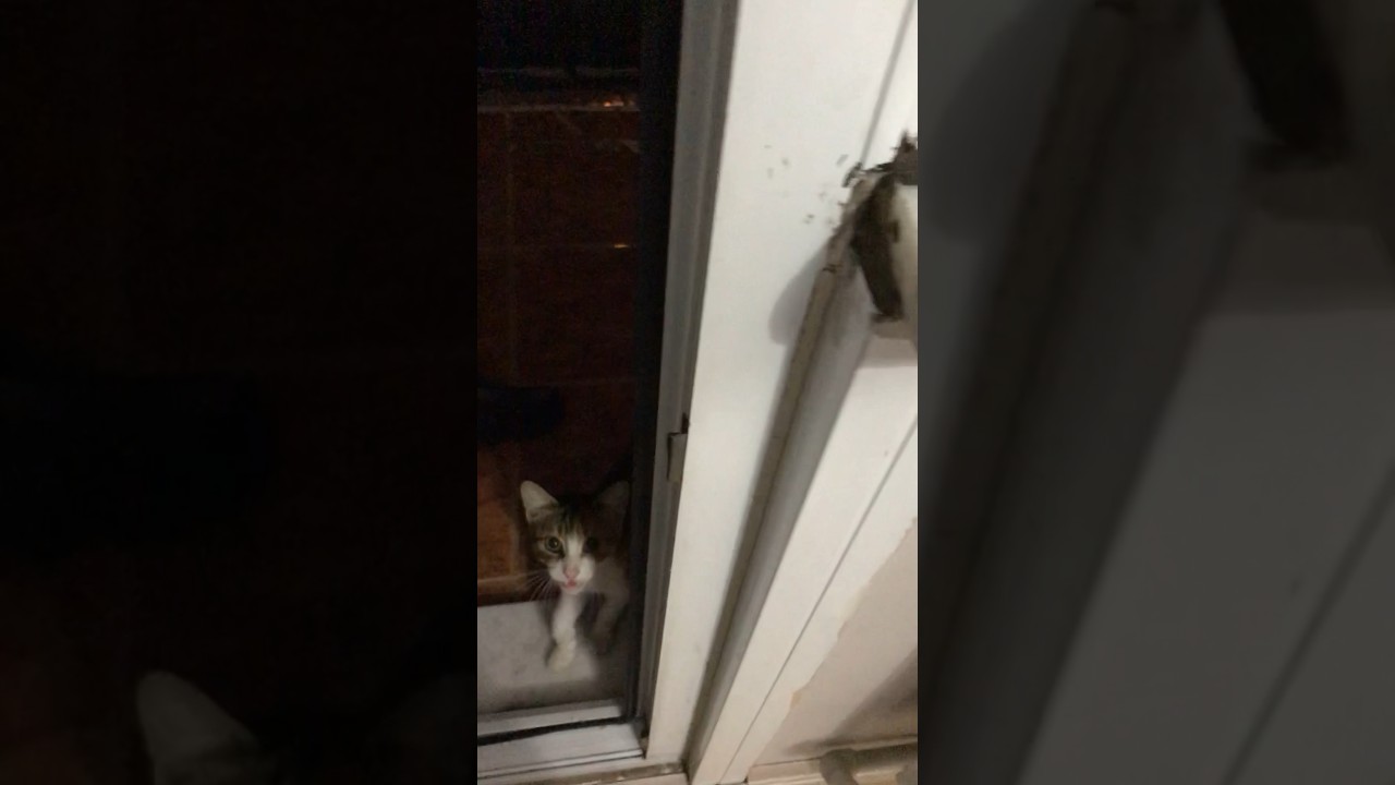 Cat Calling Sound (100% working) - YouTube