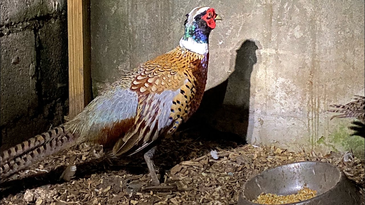 CRIA DE FAISANES COMUN DE COLLAR - YouTube