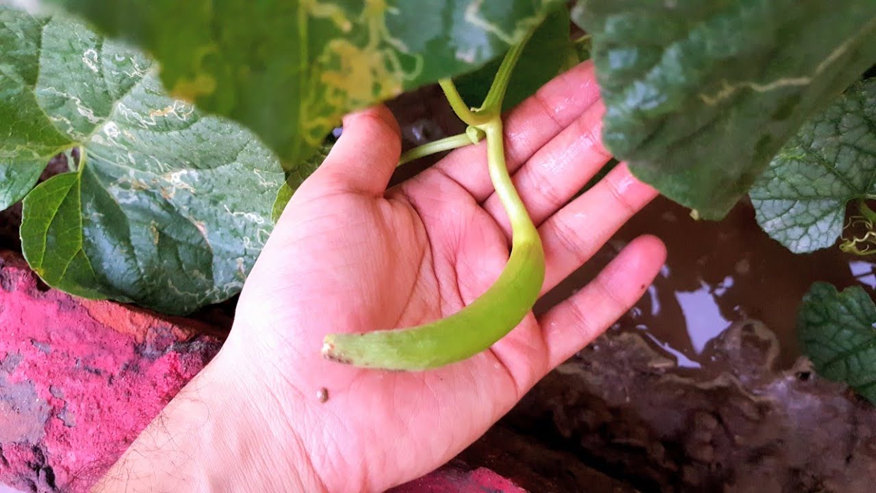 Fresh Green Homegrown Ghiya Tori Vegetable in our Rooftop Garden, Ghar ...