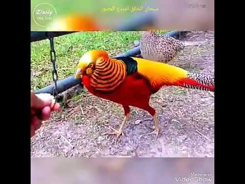 Allahın möcüzəsi sonsuzdur