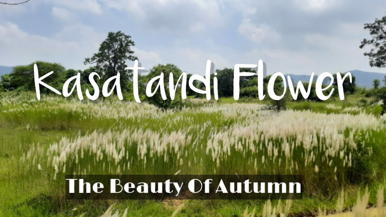 Kastandi Flower | Saccharum Spontaneum | Autumn Flower | Nature's ...