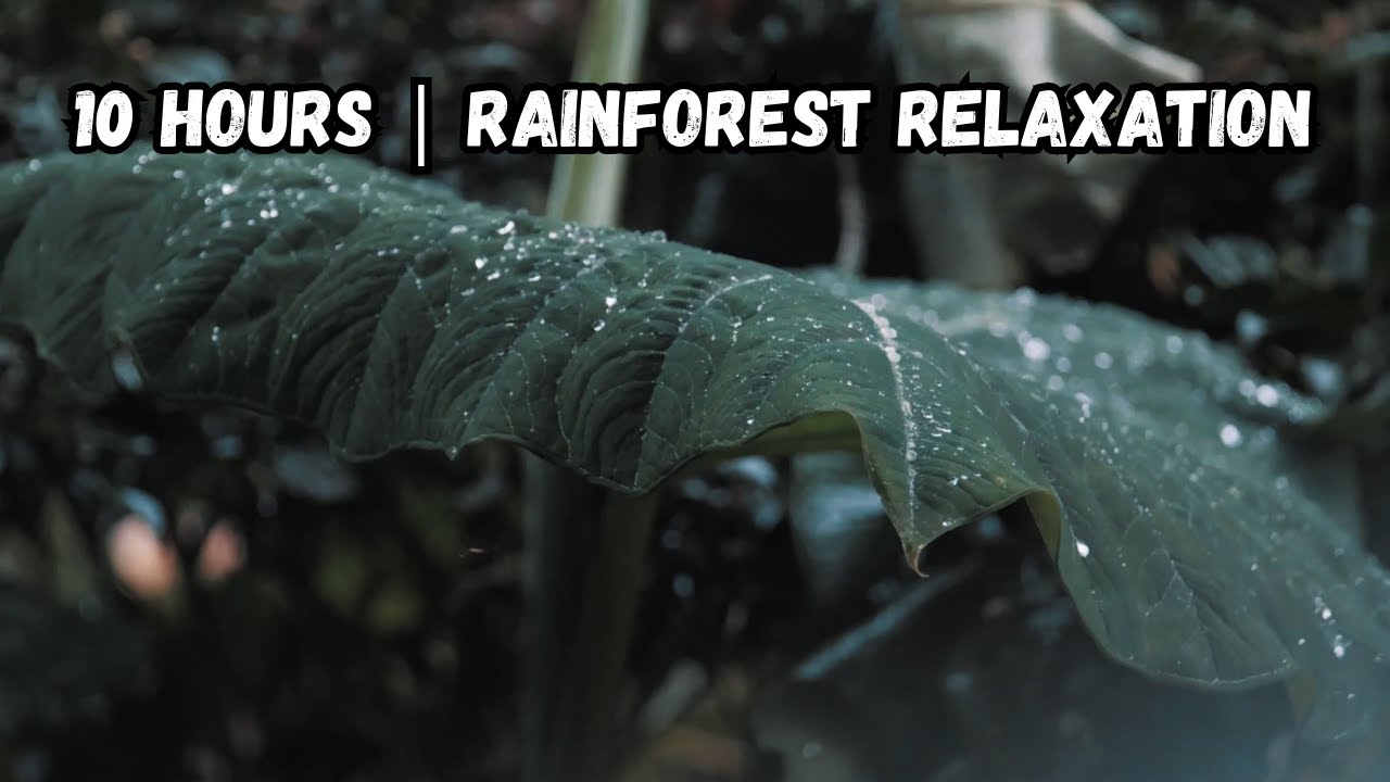 10 Hours of Relaxing Rainforest Sounds for Sleep, Study & Meditation ...