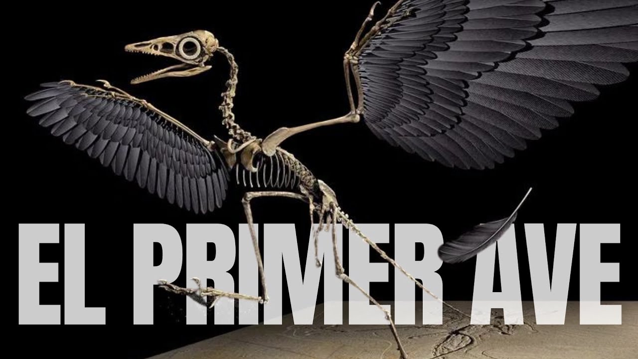 El PRIMER AVE de la historia 👉🏻 Archaeopteryx lithographica - YouTube