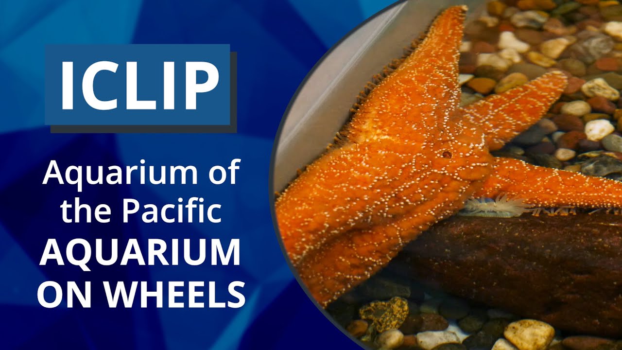 Aquarium on Wheels of the Aquarium of the Pacific is Back! - YouTube
