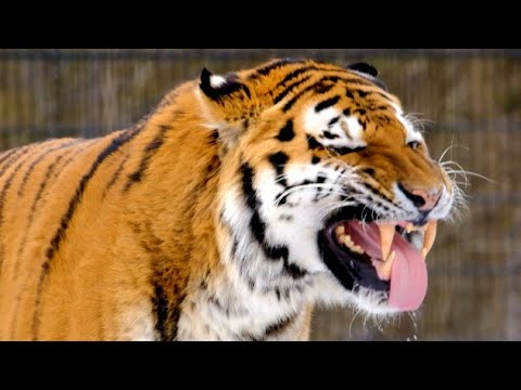 Tiger Tiger sound effect ll PRANK video | So Funny Prank Videos | - YouTube