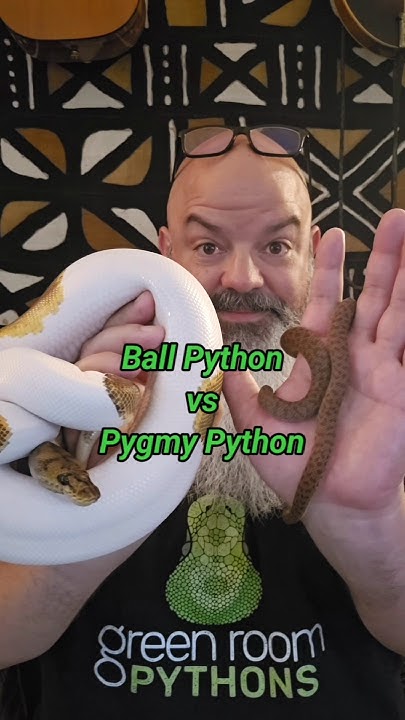 Pygmy python vs ball python. Is there even ANY size difference??? - YouTube