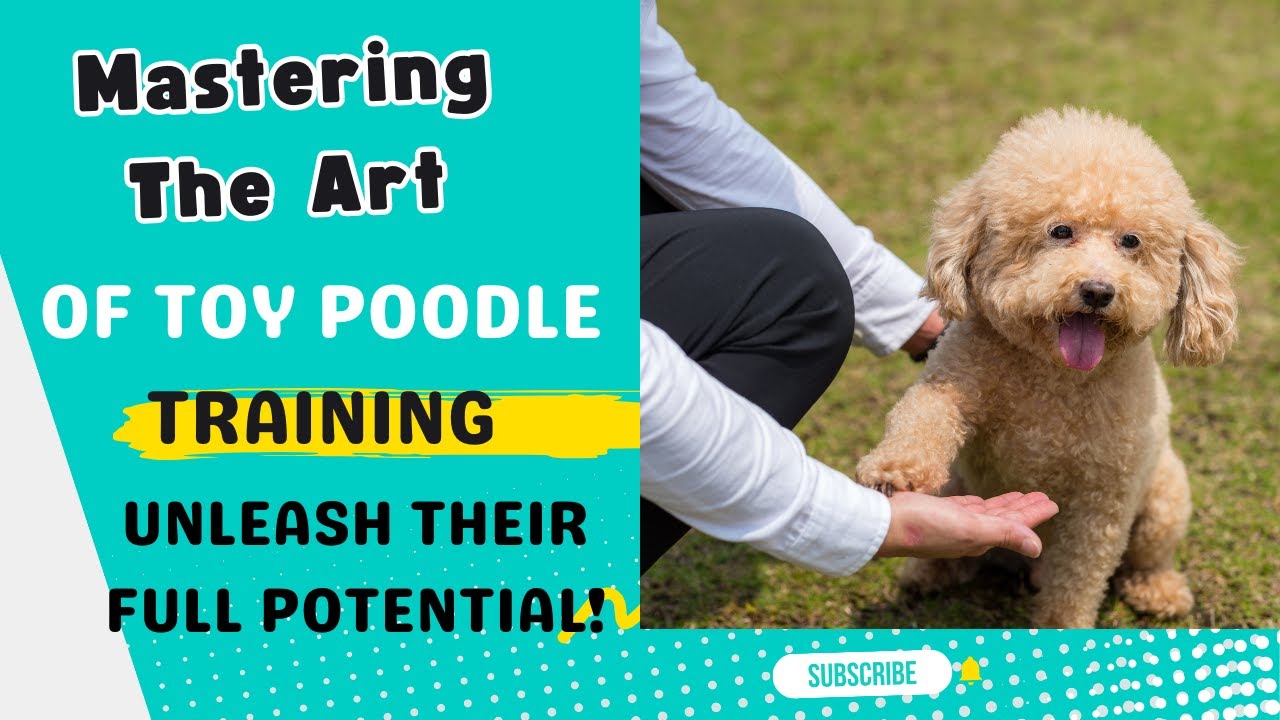 Mastering the Art of Toy Poodle Training: Unleash Their Full Potential ...