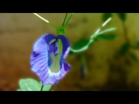 PEPEES VLOGS  is live പെപ്പി 1