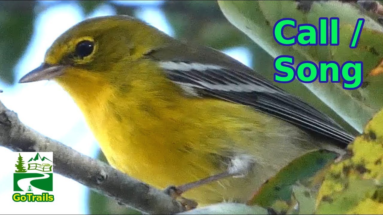Pine warbler song / singing / call / sound | bird - YouTube
